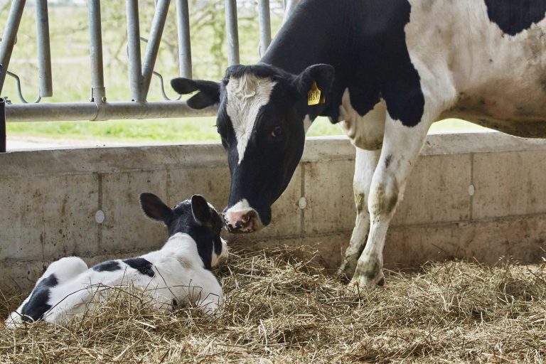 Nachhaltigkeit in der Milchwirtschaft - Geburt und Aufzucht