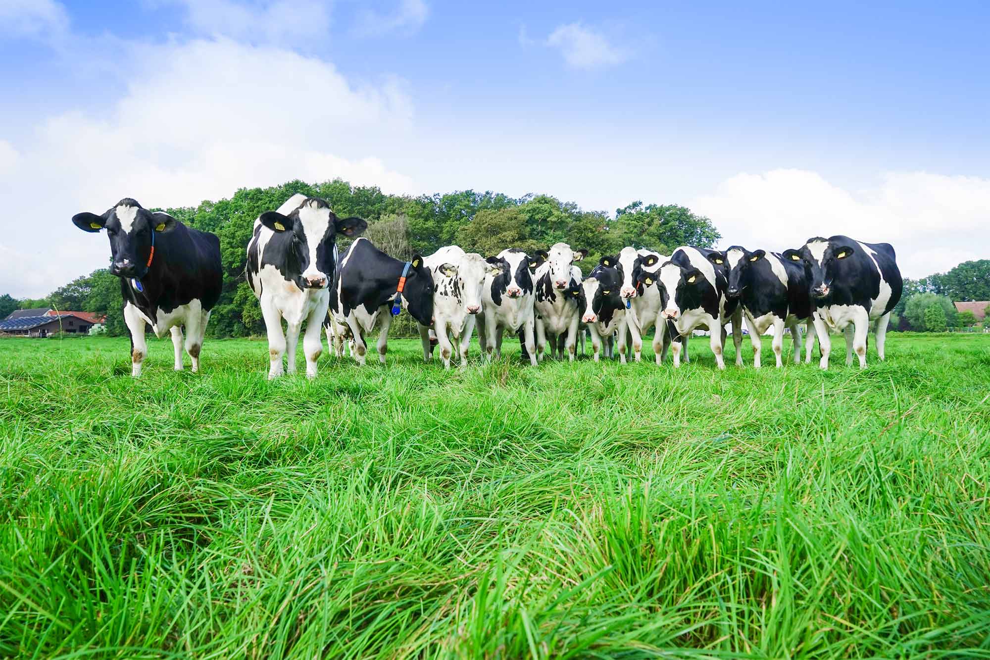 Verbesserung des Tierwohls bei Weidehaltung - Farmwalk